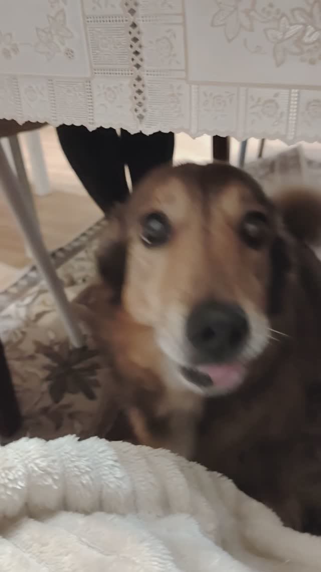 Джимми под столом ©20260106