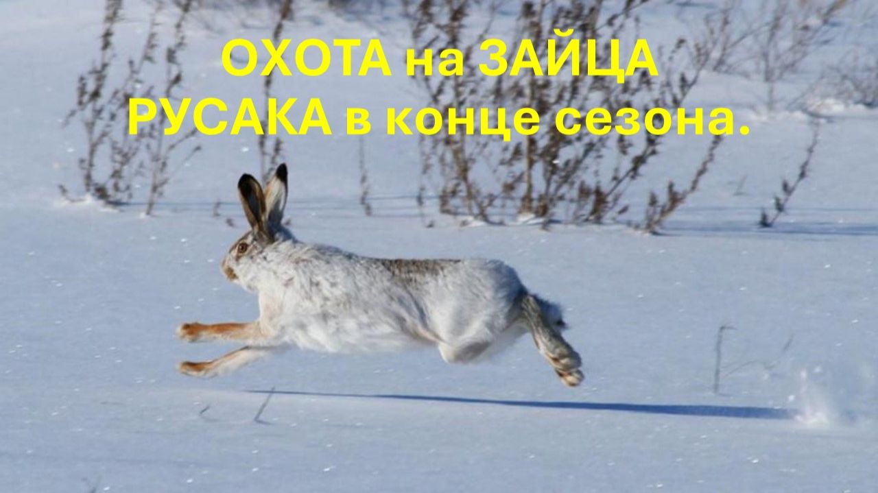 ОХОТА на ЗАЙЦА РУСАКА в конце сезона.