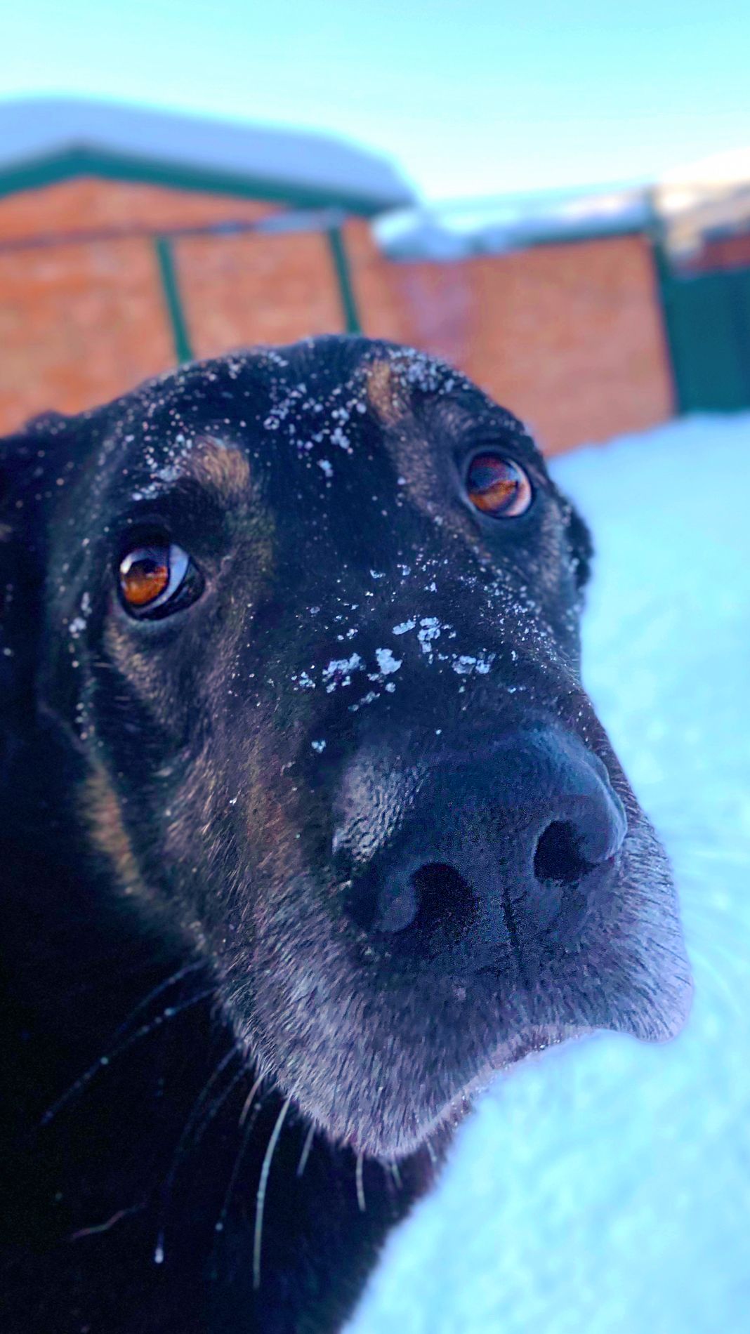 "Го играть!"😎🐾⚡ ❥ Приют в Малинках #приютдляживотных