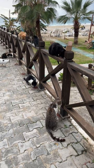 Кошечки Аланьи | Пляж Клеопатра