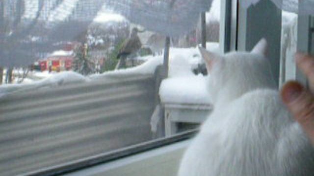 Снег, 2 голубки+Белянка