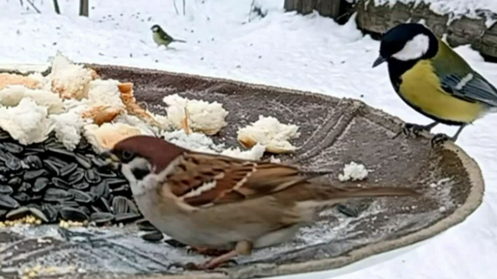 На кормушку прилетели Большаки, Воробьи и Лазоревки
