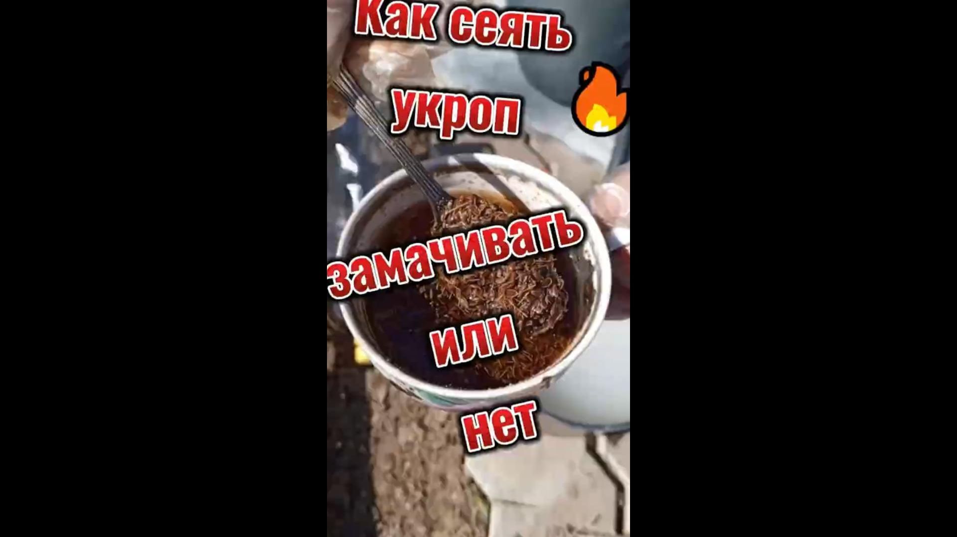 🔥 Как сеять укроп? Замачивать или нет?