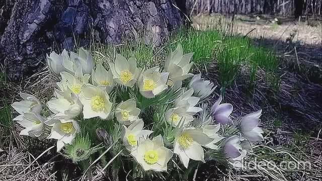 Сон-трава (исп. Натали Радийчук)