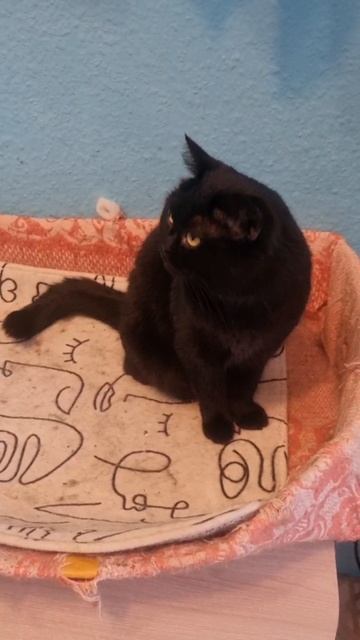 Адель уехала домой, но не всё так просто