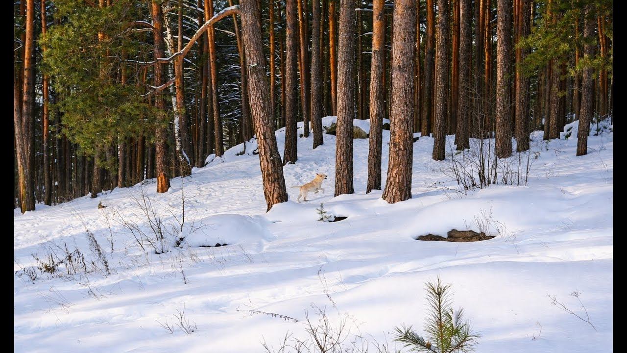 Зимняя разведка: где-то здесь спит ручей Карасий. Симба в Московском лесопарке. ❄️