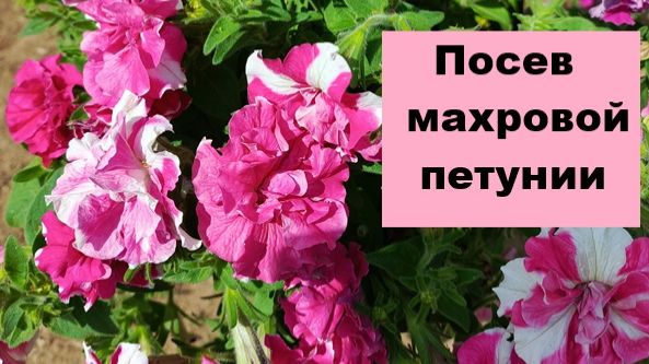 Посев махровой кустовой петунии 5 февраля