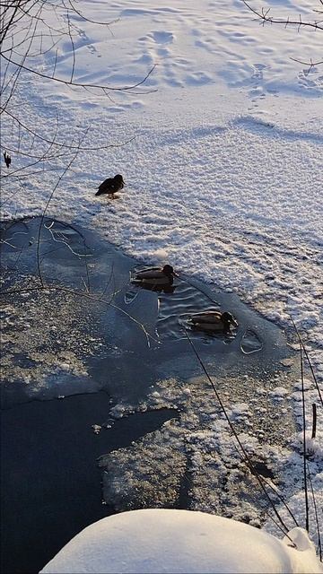 Утки. 05.02.2026.