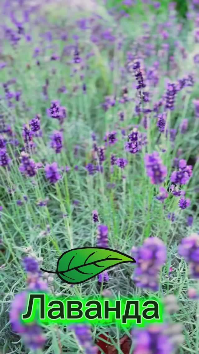 Лаванда в декабре’