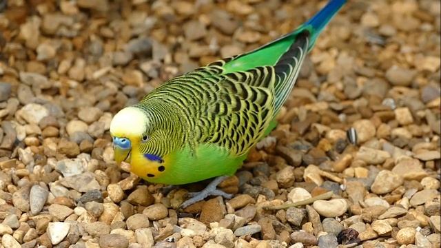 Зерновая смесь для волнистых попугаев: как выбрать идеальный корм