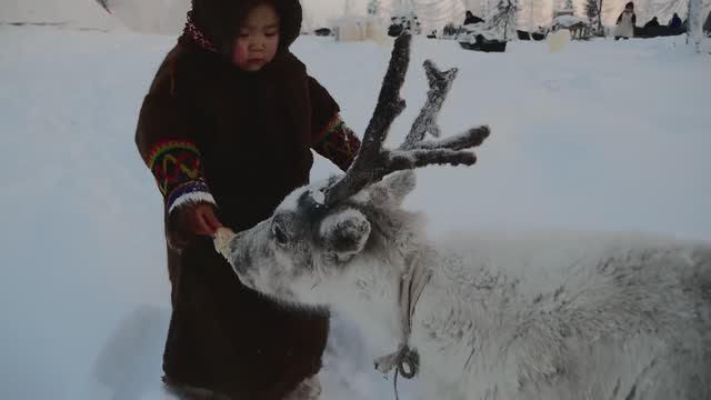Как живет простая ненецкая семья на Ямале.