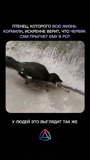 Птенец, которого всегда кормили, искренне верил, что червь сам прыгнет к нему в клюв🐣