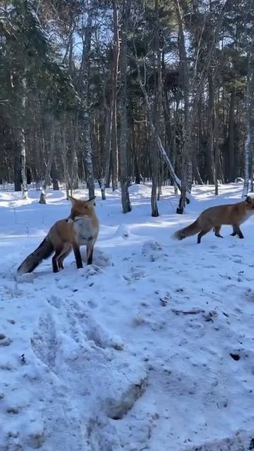 ДВЕ ЛИСИЧКИ ВЫШЛИ К ДОРОГЕ НА КУРШСКОЙ КОСЕ