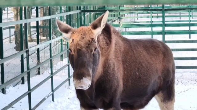 🦌 Лоси спокойно переносят морозы!