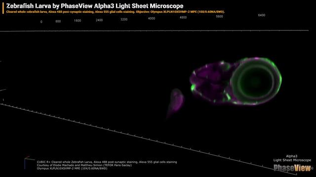3D визуализация цельной личинки рыбки зебра (danio rerio)