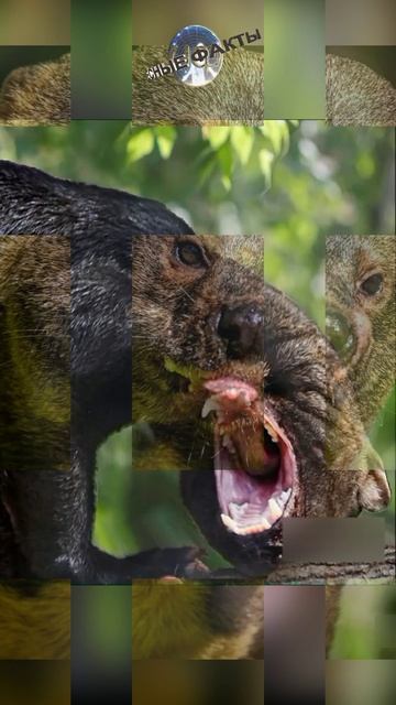 Тайра - Eira barbara  (@infackts)