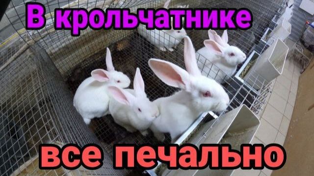 Проблемы КРОЛИКОВОДСТВА.