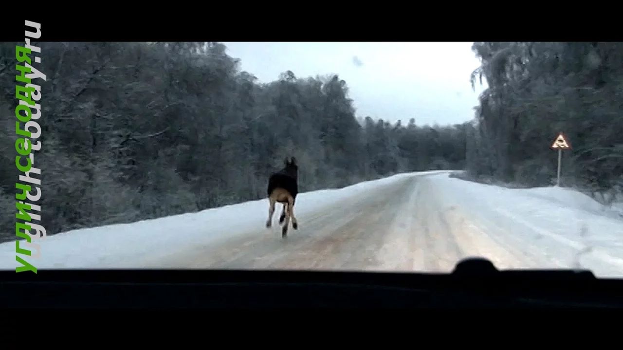 2016/11/15 – Лось на трассе