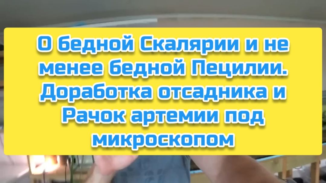 О бедной Скалярии и не менее бедной Пецилии. Доработка отсадника и Рачок артемии под микроскопом