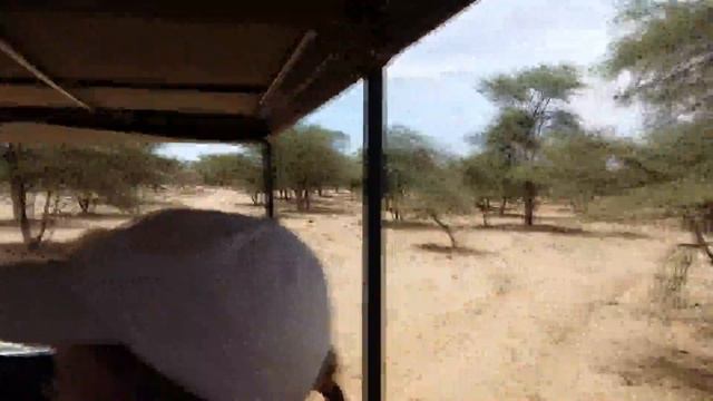 Африка, Намибия — савана часть 3