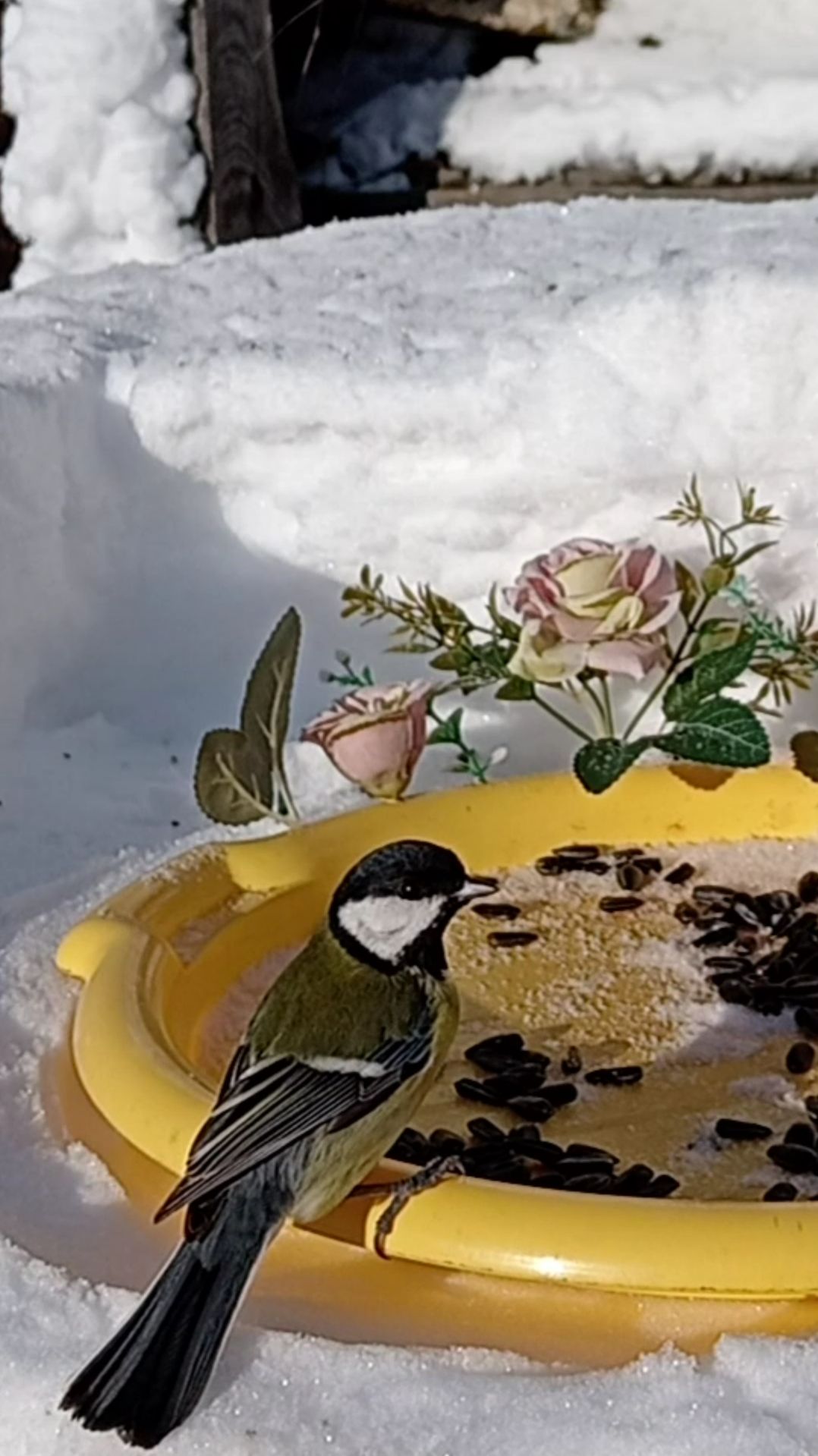 Птички на кормушке