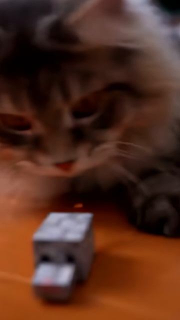 Кот охотится на мышь из Майнкрафта! Его реакция на квадратную добычу — просто угар! 😂🎮