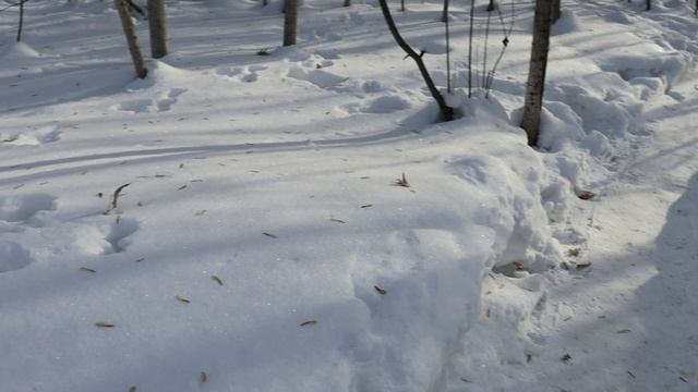 По пр. Комсомольскому и в Кузбасском парке(следики зайчиков)