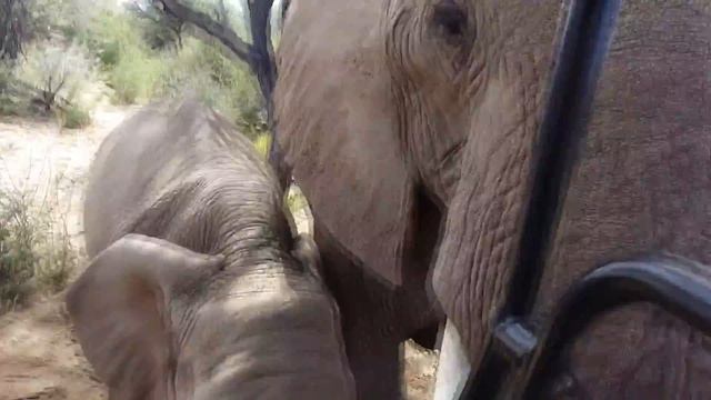 Африка, Намибия — савана часть 1