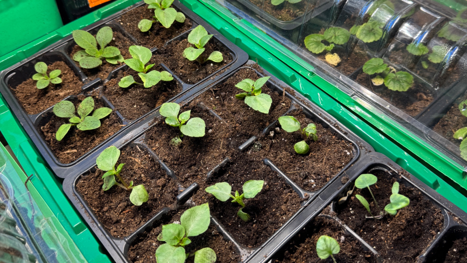 Герани, бальзамины, дихондра. Как выглядит рассада в начале февраля