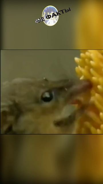 Поссум-медоед (хоботноголовый кускус, пяткоход, нулбенгер или сумчатый медоед) - Tarsipes rostratus