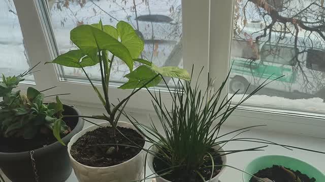 А за окном зима метёт февраль