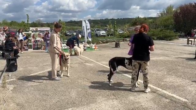 Багира заняла третье место на выставке