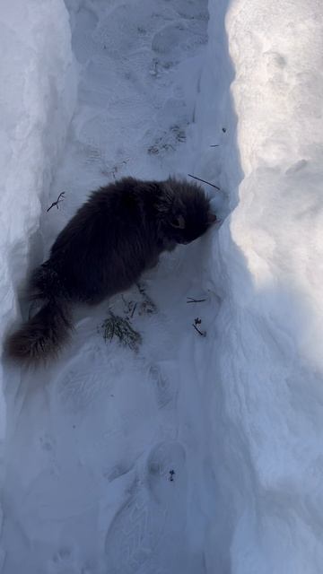 Целебные листочки...