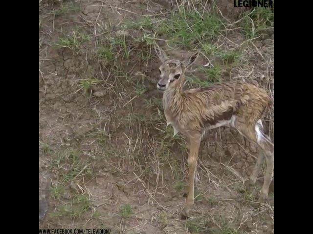 Молящиеся Матери/ Цените Своих Матерей