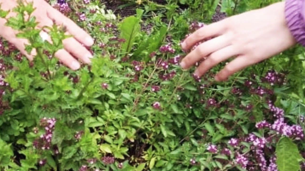 Антивирусная мазь