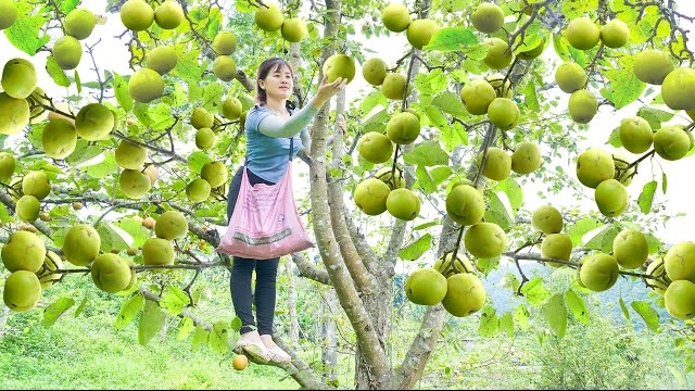 Собираю плоды груши и несу на продажу на сельский рынок. Собираю листья сладкого картофеля. Нхат
