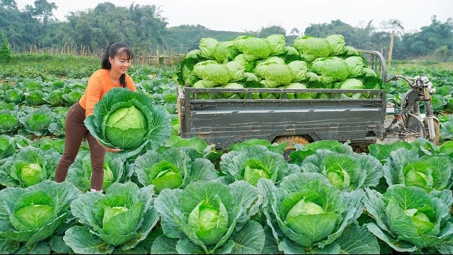 Собираю много крупной капусты на ферме и везу продавать на рынок. Фуонг. Вьетнам