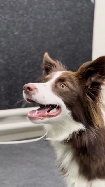 С лакомствами Мистер Гав дрессировка проходит на ура ❤️