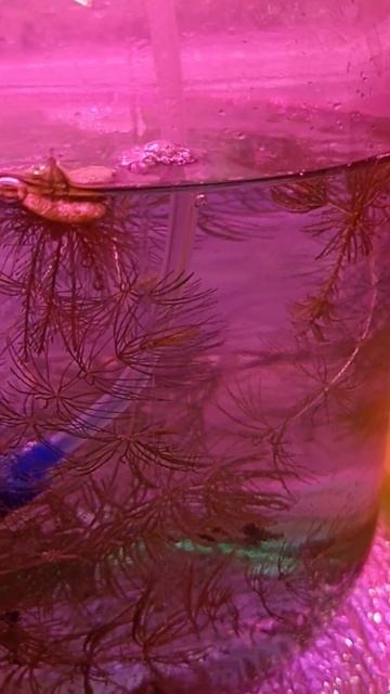 Что случилось с рыбкой тернецией?