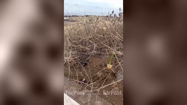 В это время года воробьи держатся стайками на кустах, что облегчает их подсчёт