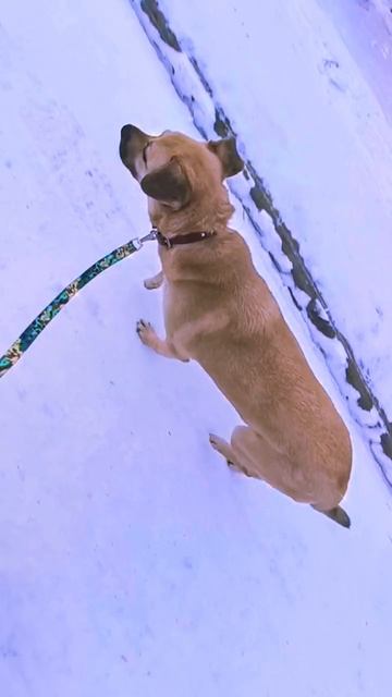 "Из ветблока бодрой походкой!" ❥ Приют в Малинках #приютдляживотных