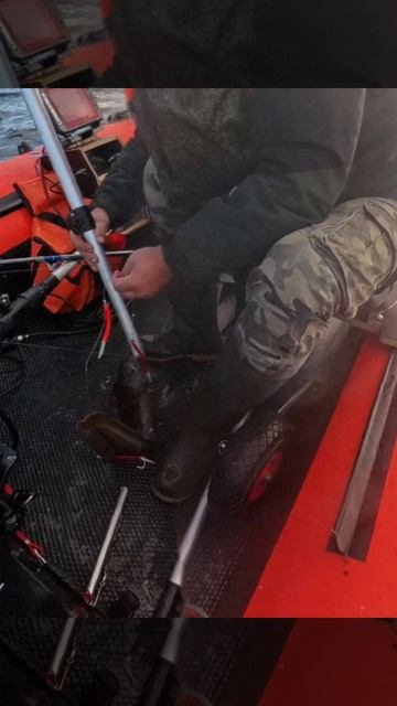 Зубатка в Баренцевом море