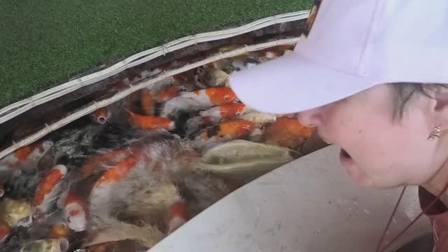 Погнали во Вьетнам. Нячанг: кафе с карпами