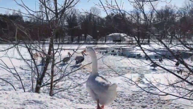 ☀️ Утро на озере Диплодока…