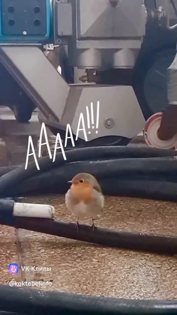 Кто главный на винзаводе «Коктебель»?