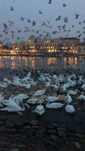 Кормление лебедей: уровень сложности - эпический!