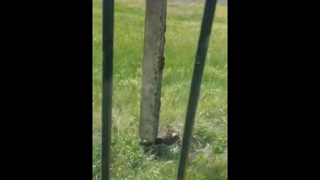 Корчеватель "Крокодил"