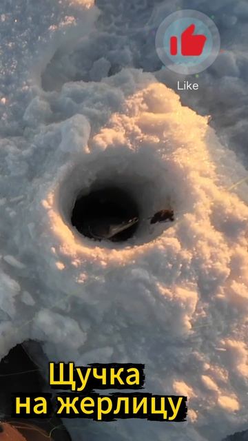 Щука на жерлицу #shorts