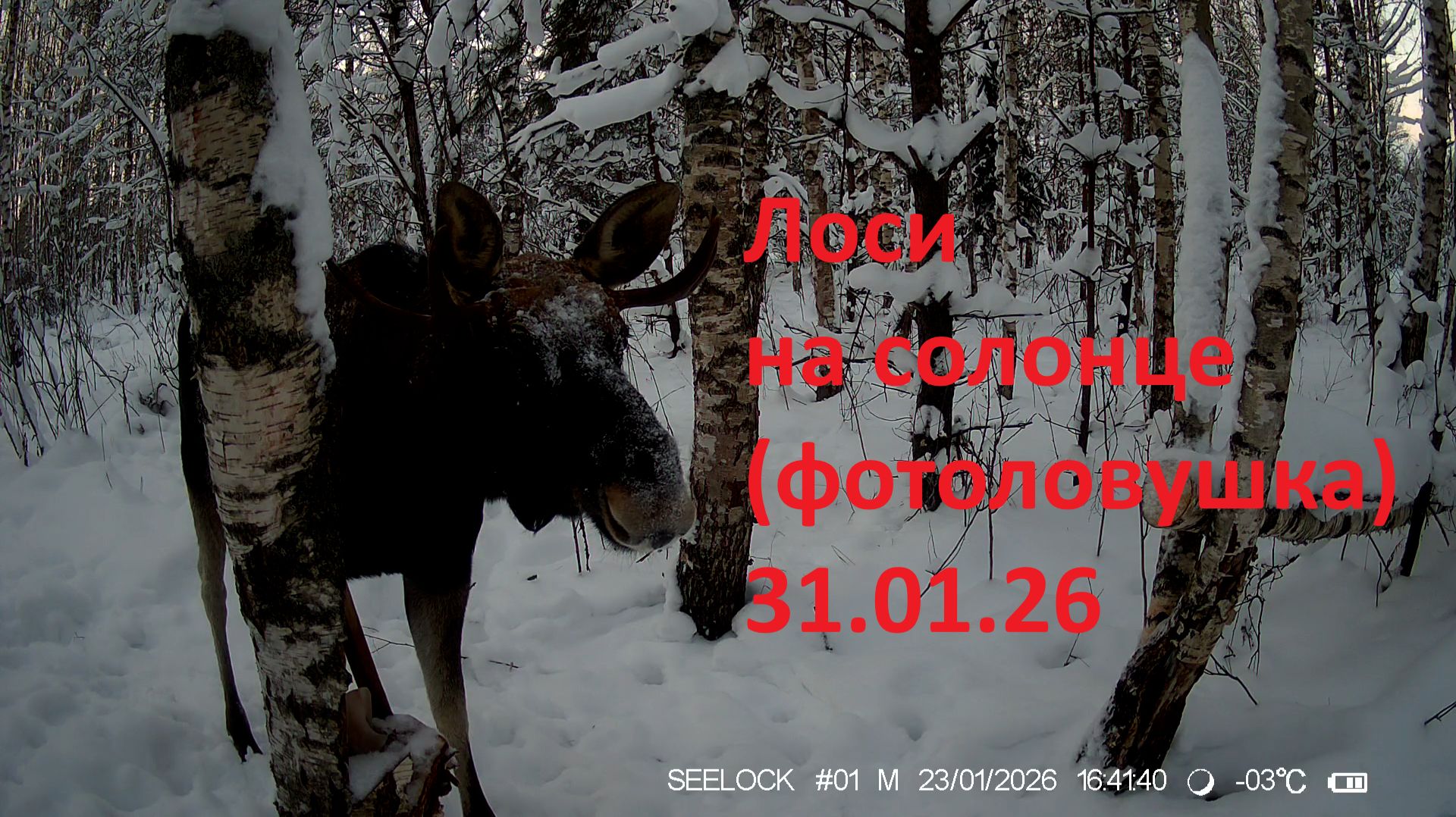 Фотоловушка 31 01 26 Молодой лось с рожками Много снега Ремонт снегоуборщика