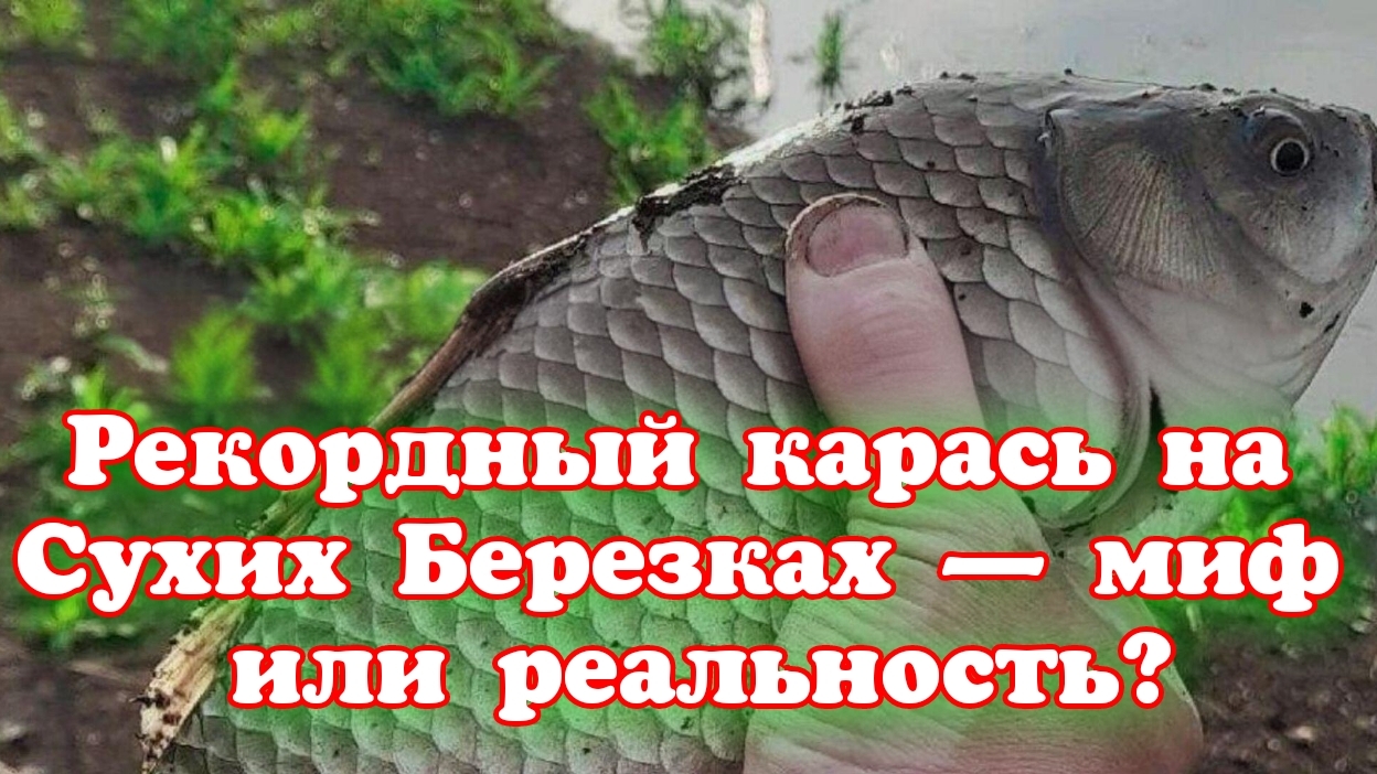 Рыбалка в Плотниково . «Отец и сын на Сухих Березках: день, проведённый на рыбалке».